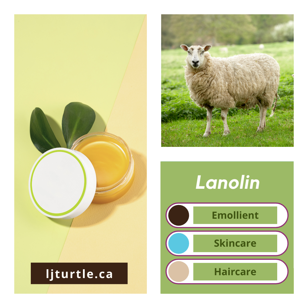 Exploring Lanolin in Hair Care: Benefits, Uses, and Considerations – LJ ...